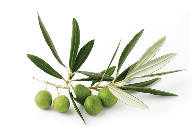 An Olive A Day - San Antonio Magazine