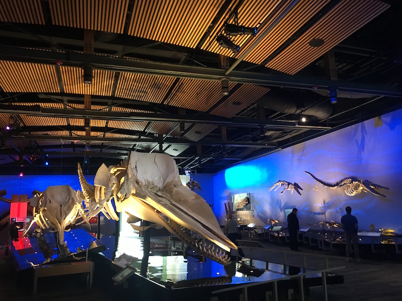 Witte Museum Unveils New Whale Exhibit - San Antonio Magazine