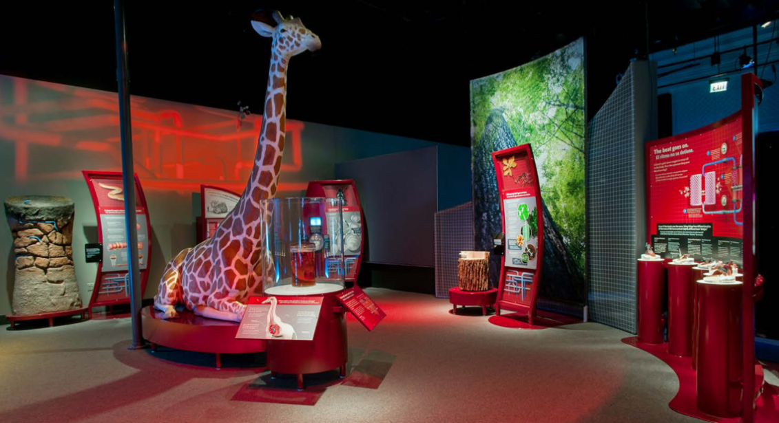 The Machine Inside: Biomechanics Opens at Witte Museum - San Antonio ...